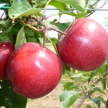 GALA STAR® Galafab* - Cros Viguier