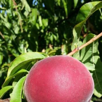 SNOW LADY* - Cros Viguier